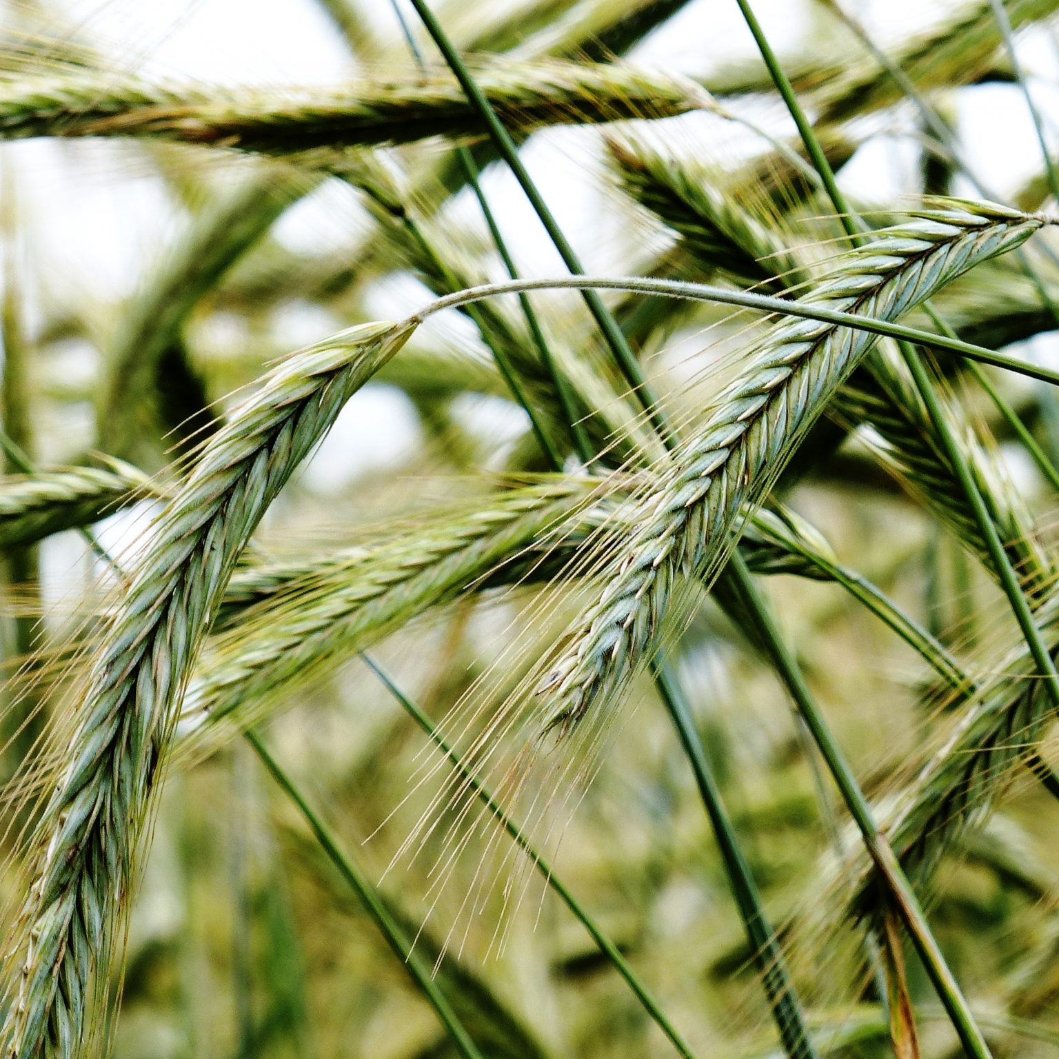 Sorten – BioSaat GmbH